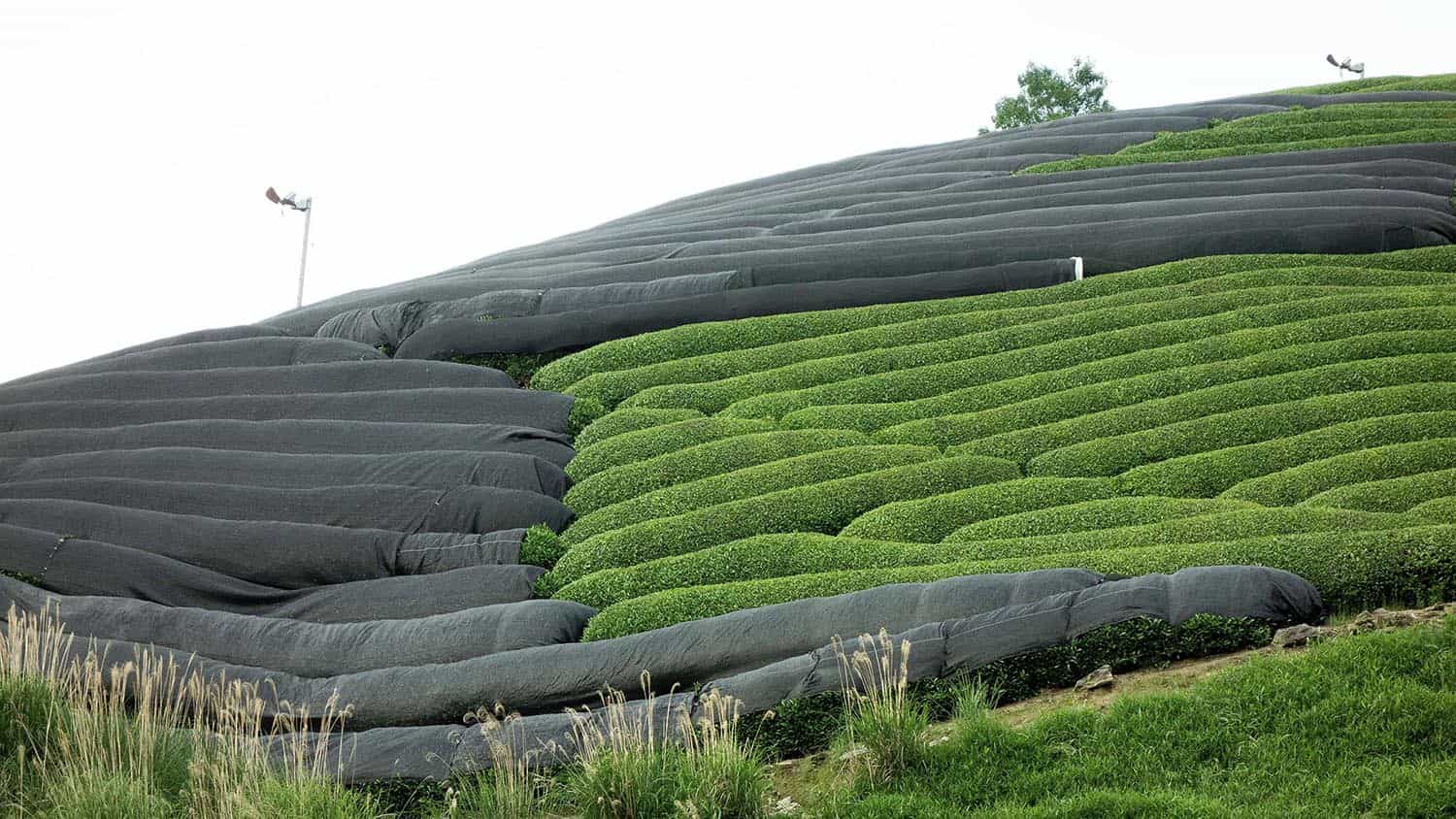 Ceremonial Matcha Green Tea, 30g | Heapwell Matcha – Heapwell Superfoods